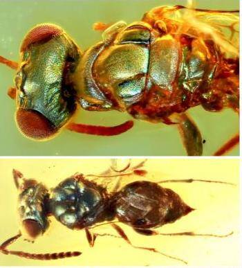 99-Million-Year-Old Insects Preserved In Amber Stun Researchers