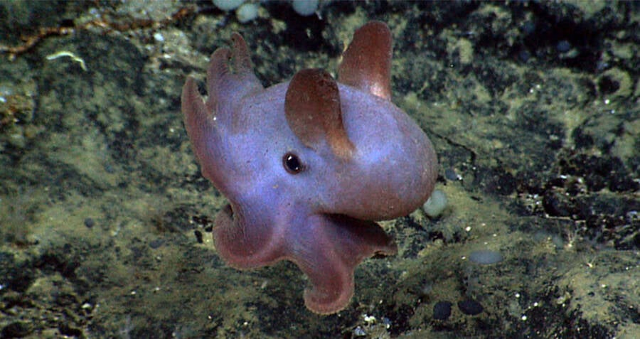 Dumbo Octopus
