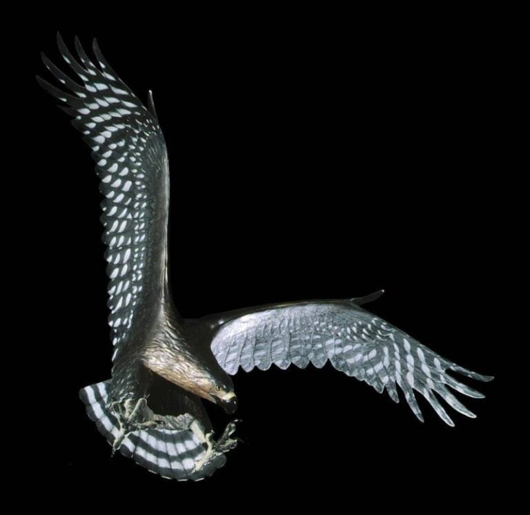 Meet The Haasts Eagle The Lost Giant Of New Zealand