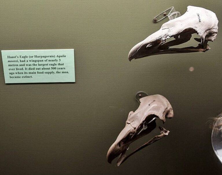 Meet The Haast's Eagle, The 'Lost Giant' Of New Zealand