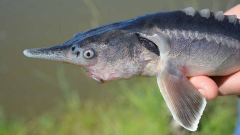 Hungarian Scientists Accidentally Create 'Sturddlefish' Hybrid