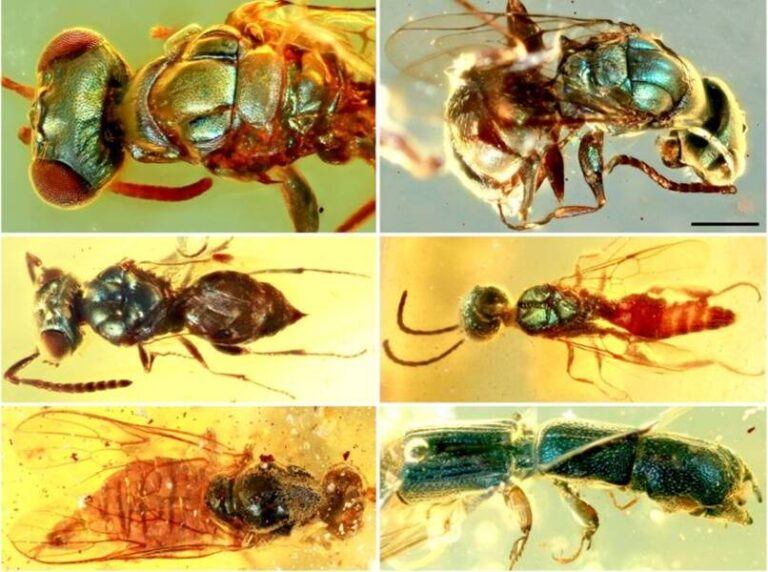 99-Million-Year-Old Insects Preserved In Amber Stun Researchers