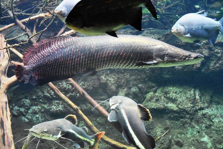 How The Arapaima Fish Has Survived For 23 Million Years