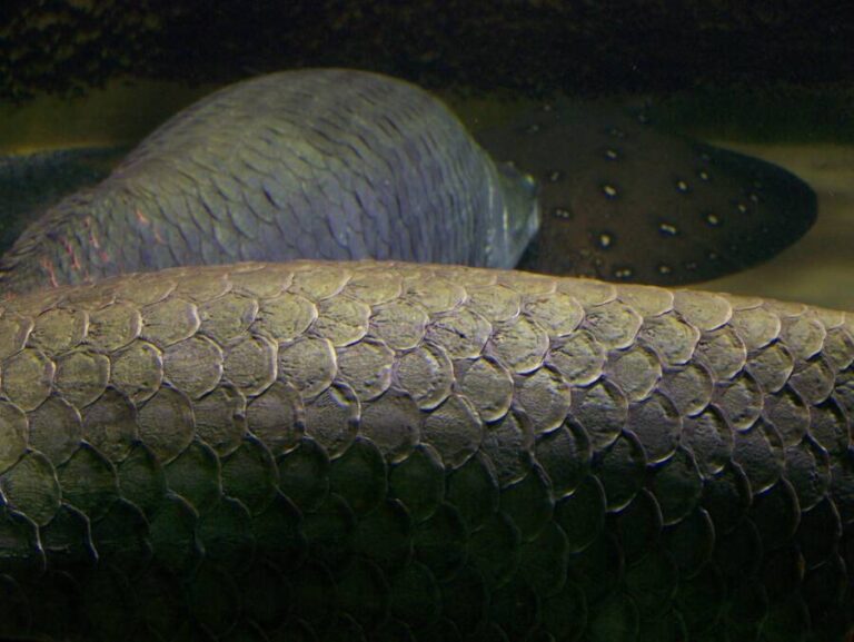 How The Arapaima Fish Has Survived For 23 Million Years