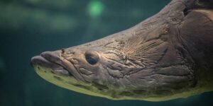 How The Arapaima Fish Has Survived For 23 Million Years