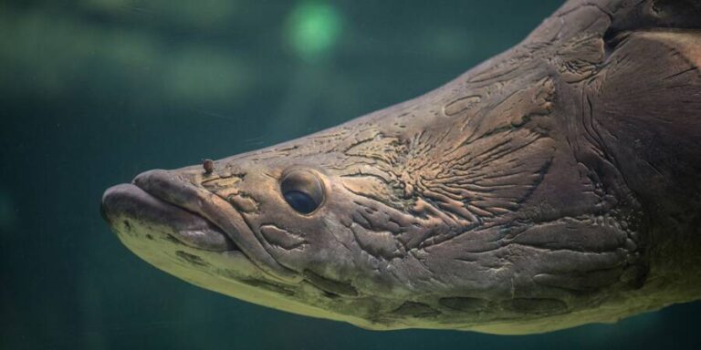 How The Arapaima Fish Has Survived For 23 Million Years