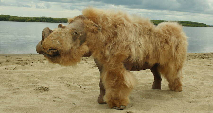 Remains Of Woolly Rhino Found In Stomach Of Ice Age Puppy