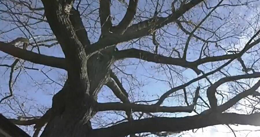 Canadians Try To Save Red Oak Tree Older Than Canada Itself