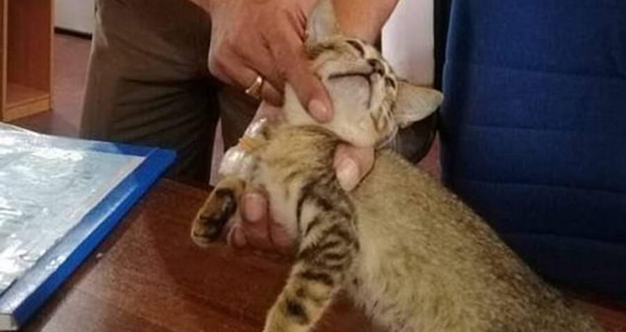 Drug-Smuggling Cat Gets Caught By Police — Then Escapes