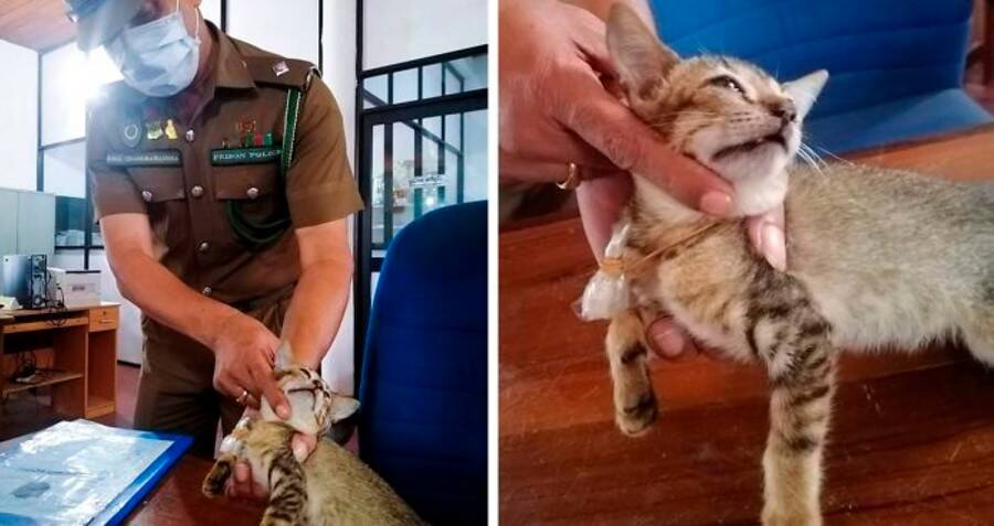 Drug-Smuggling Cat Gets Caught By Police — Then Escapes