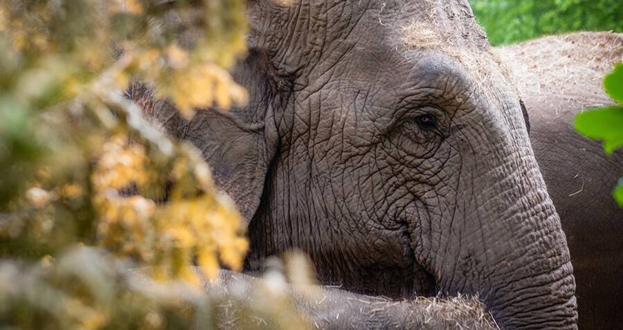 Warsaw Zoo To Try Treating Stressed-Out Elephants With CBD