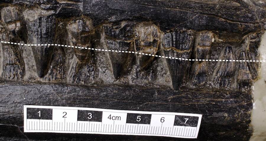 240-Million-Year-Old 'Megapredator' Had 12-Foot Reptile In Its Stomach