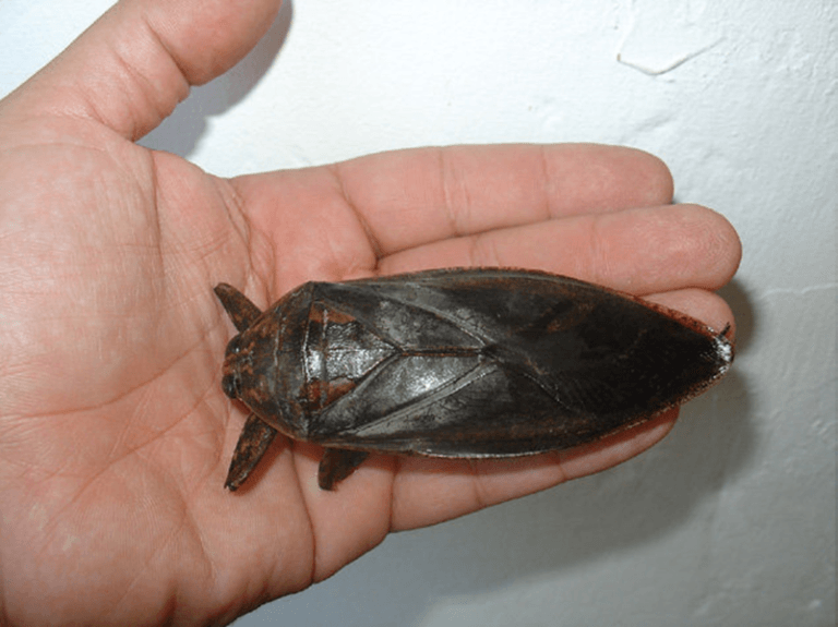 Why The Giant Water Bug Is The Stuff Of Nightmares