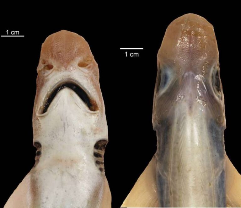 Italian Scientists Baffled By Skinless, Toothless Catshark