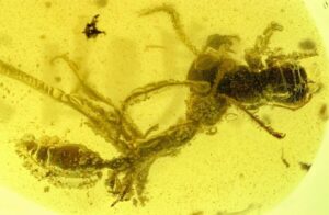 'Hell Ant' Found Fossilized In Amber While Feeding On Its Prey