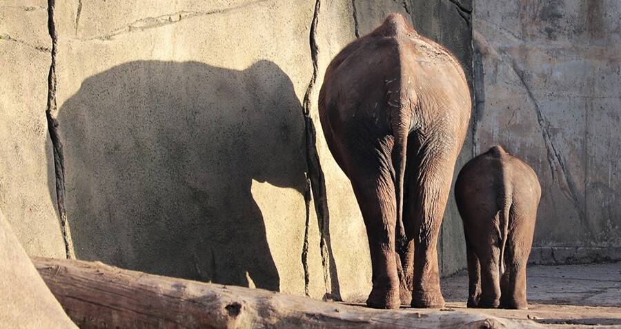 Warsaw Zoo To Try Treating Stressed-Out Elephants With CBD