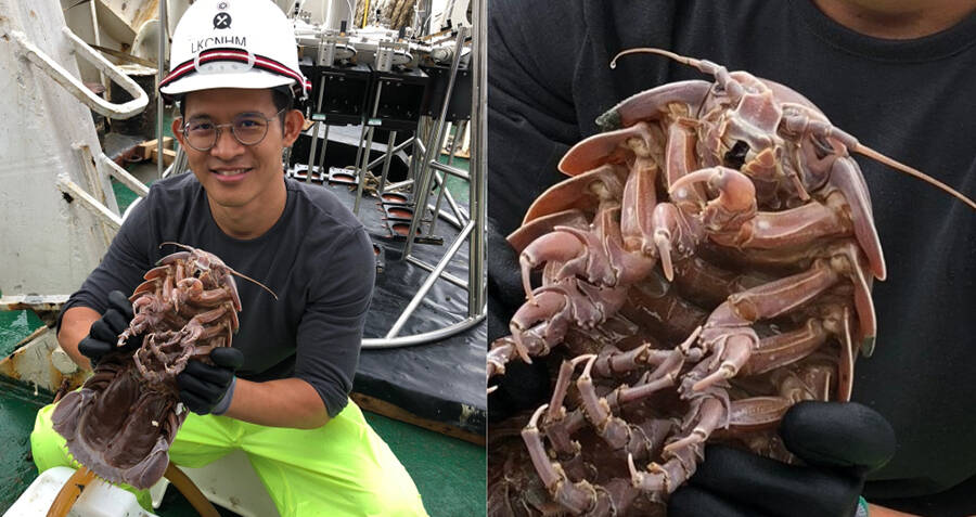 Biologists Find New Species Of Supergiant Isopod
