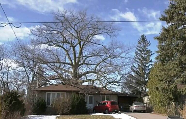 Canadians Try To Save Red Oak Tree Older Than Canada Itself