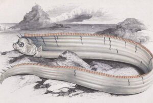 Meet The Giant Oarfish, The Longest Bony Fish In The World