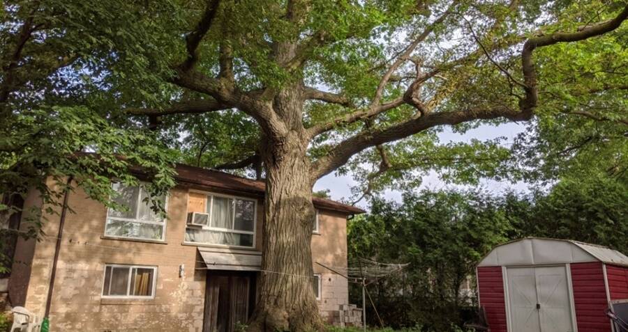 Canadians Try To Save Red Oak Tree Older Than Canada Itself