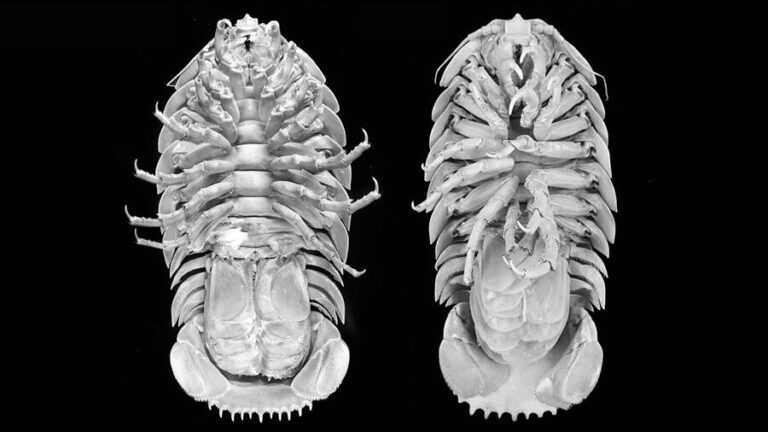 Biologists Find New Species Of Supergiant Isopod