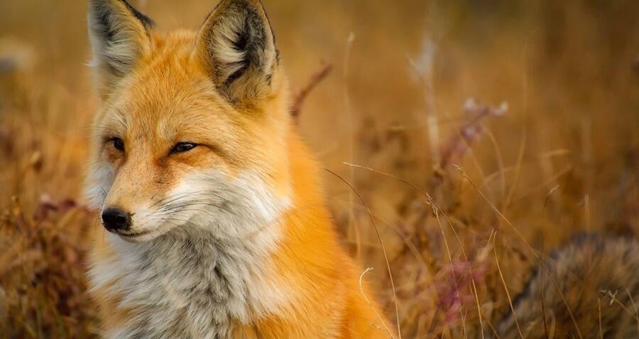 Thieving Fox Found With 100 Pairs Of Stolen Shoes