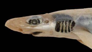 Italian Scientists Baffled By Skinless, Toothless Catshark