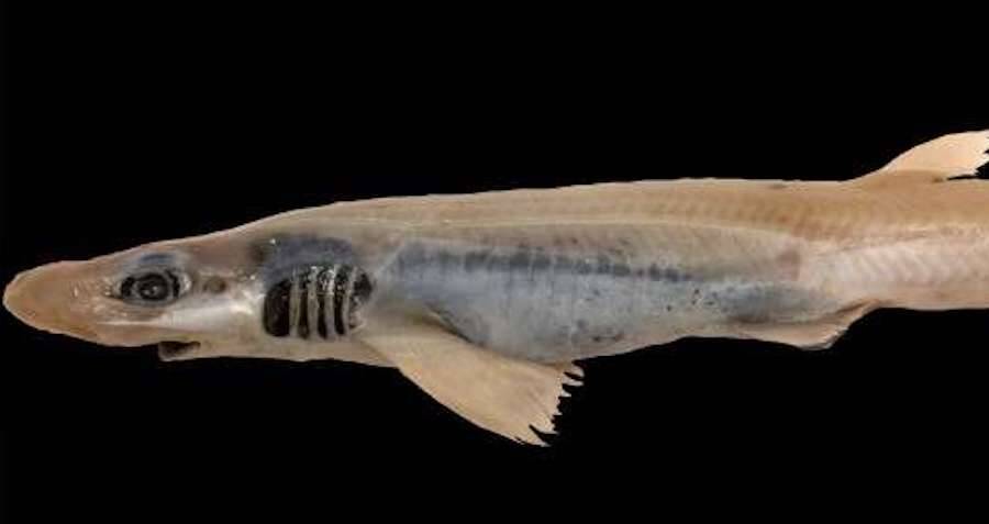 Italian Scientists Baffled By Skinless, Toothless Catshark