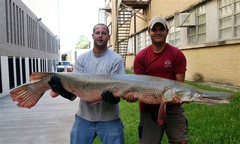 Meet The Alligator Gar, Texas' 10-Foot-Long 'Megafish'