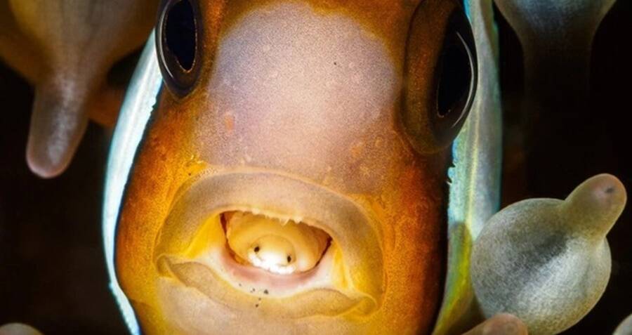 Biologist Accidentally Finds Tongue-Eating Louse In Wrasse Fish