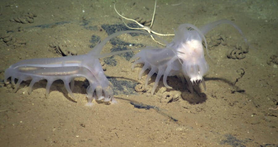 Sea Pigs Look Like Aliens And Live On The Ocean Floor