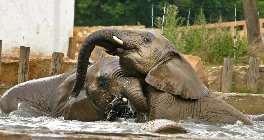 Warsaw Zoo To Try Treating Stressed-Out Elephants With CBD