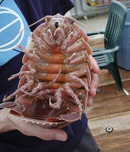 Meet The Giant Isopod, The 20-Inch-Long 'Sea Cockroach'