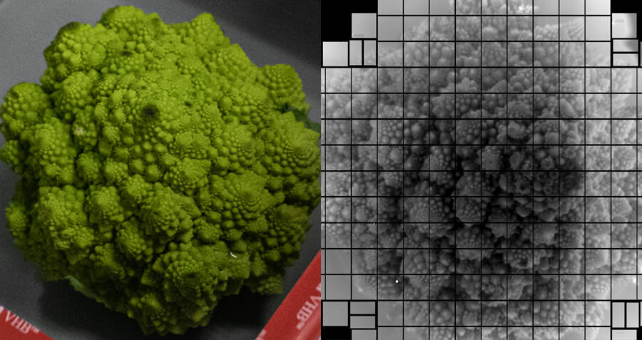 This Photograph Of Broccoli Is The Largest Single Photo Ever Taken