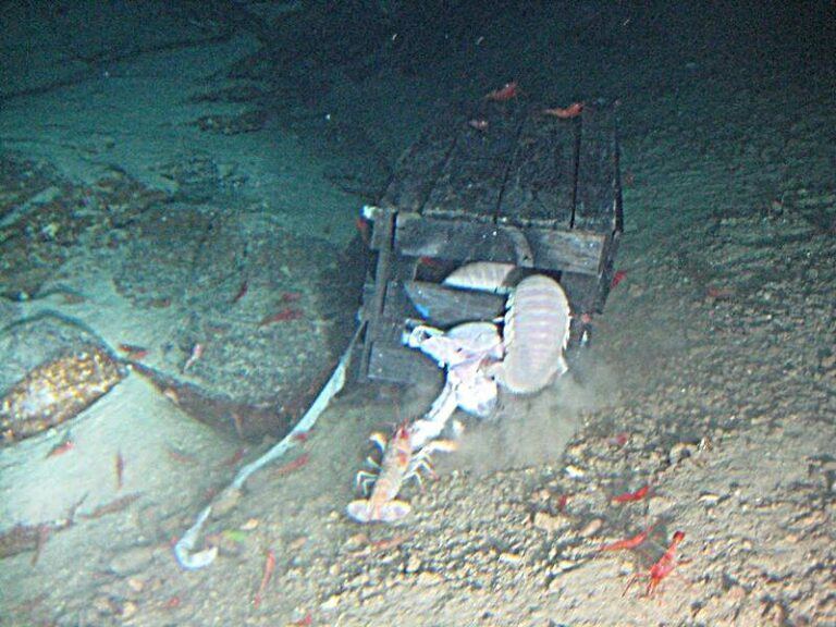 Meet The Giant Isopod, The 20-Inch-Long 'Sea Cockroach'