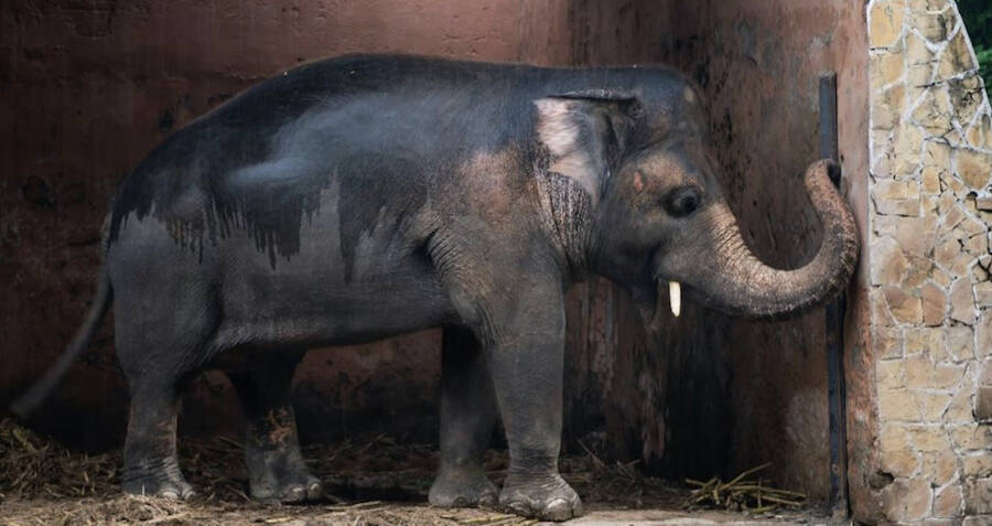 'World's Loneliest Elephant' Finally Released From Abusive Pakistani Zoo