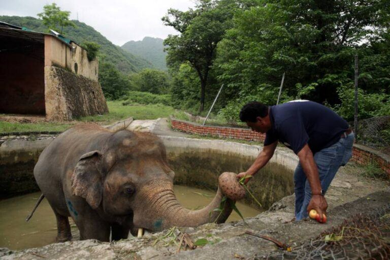'World's Loneliest Elephant' Finally Released From Abusive Pakistani Zoo