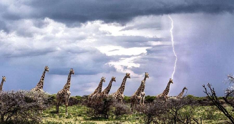 Study Shows Giraffes Are More Prone To Lightning Strikes Due To Height
