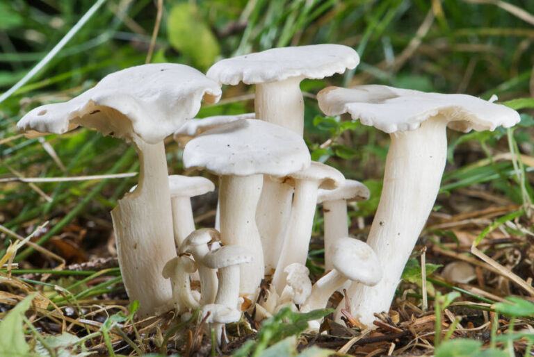 Indiana Woman Murders Husband Using Poisonous Mushroom