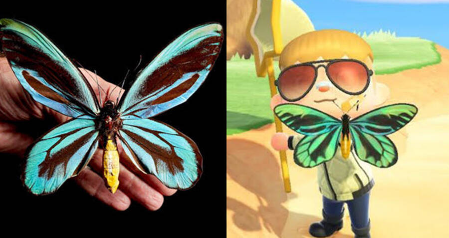 19 Of The Most Bizarre Real-Life Creatures On Animal Crossing