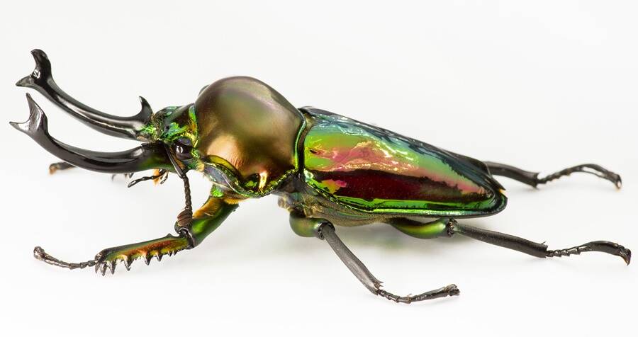 19 Of The Most Bizarre Real-Life Creatures On Animal Crossing