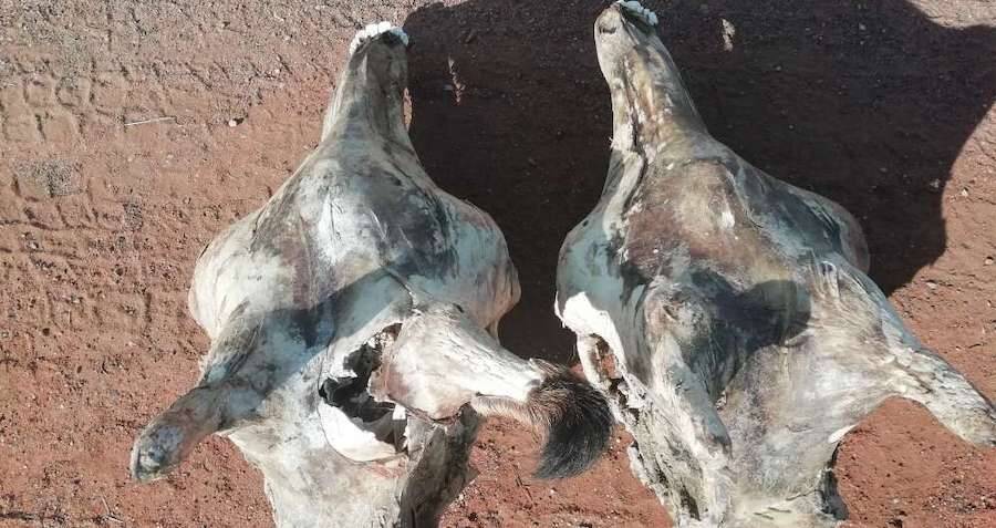 Study Shows Giraffes Are More Prone To Lightning Strikes Due To Height