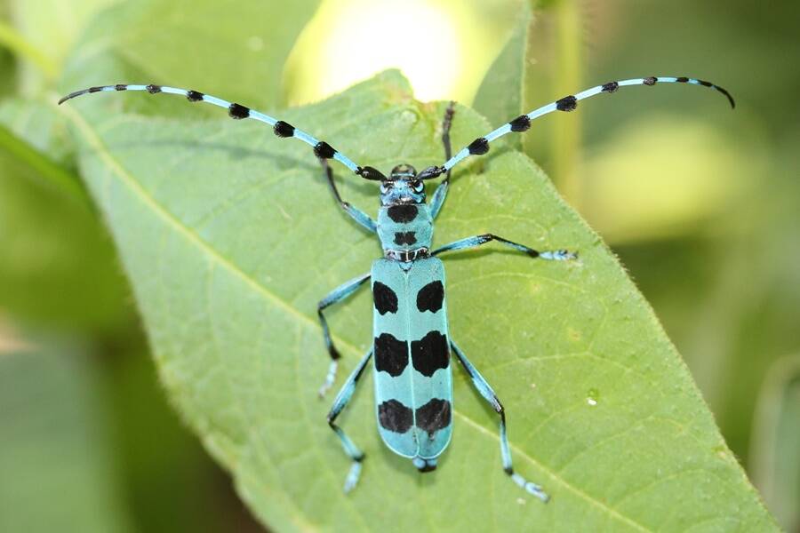 19 Of The Most Bizarre Real-Life Creatures On Animal Crossing