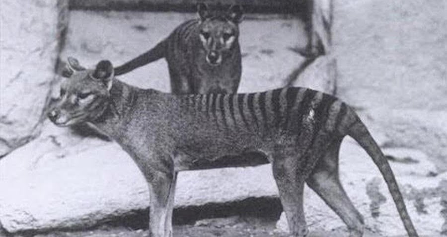 The History Of The Thylacine, The Extinct Tasmanian Tiger Of Australia