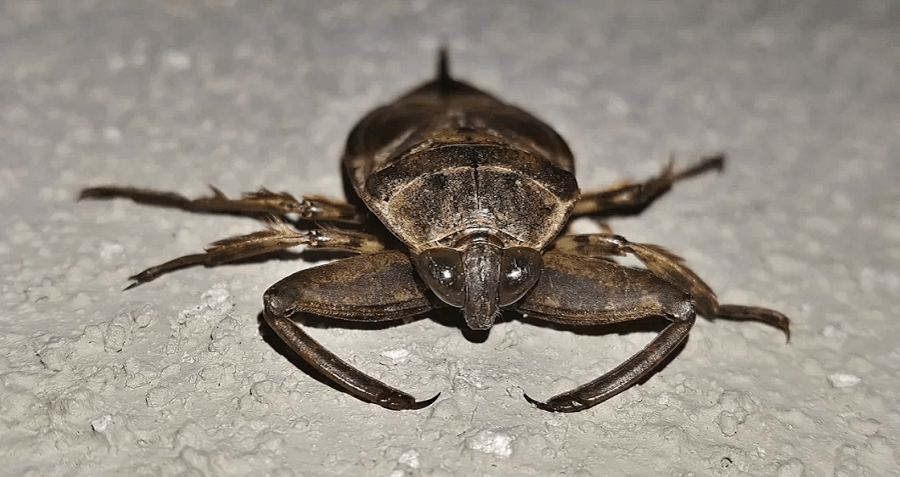 Why The Giant Water Bug Is The Stuff Of Nightmares
