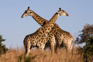 Study Shows Giraffes Are More Prone To Lightning Strikes Due To Height
