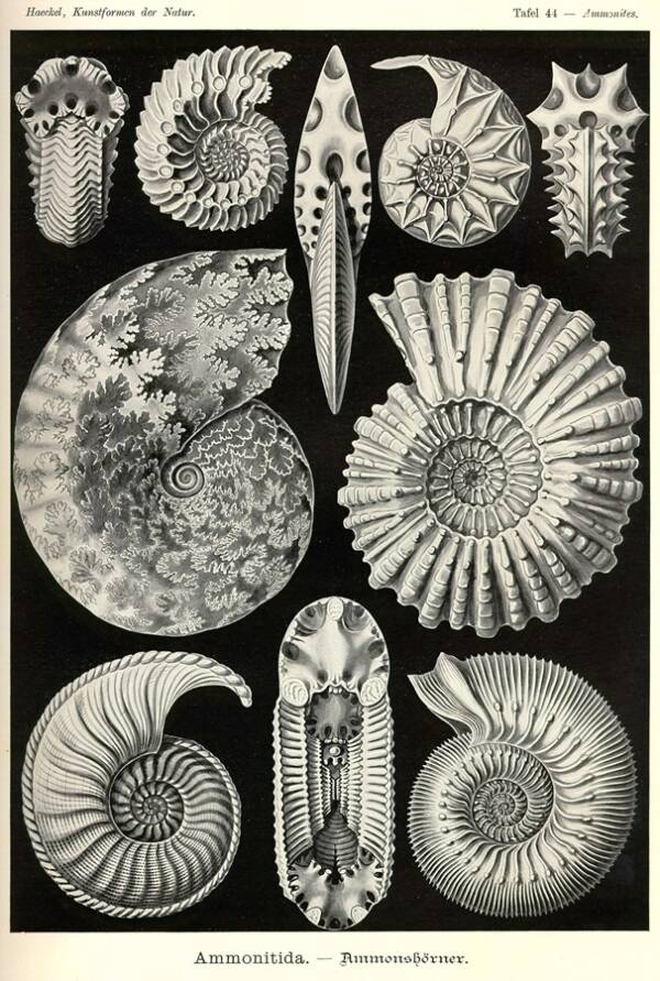 How Ernst Haeckel's Art Changed Science And Illustration
