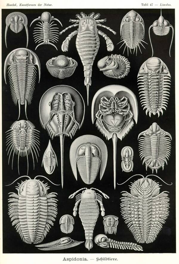 How Ernst Haeckel's Art Changed Science And Illustration