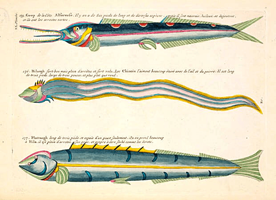 39 Incredible Drawings Of Sea Creatures From Centuries Past