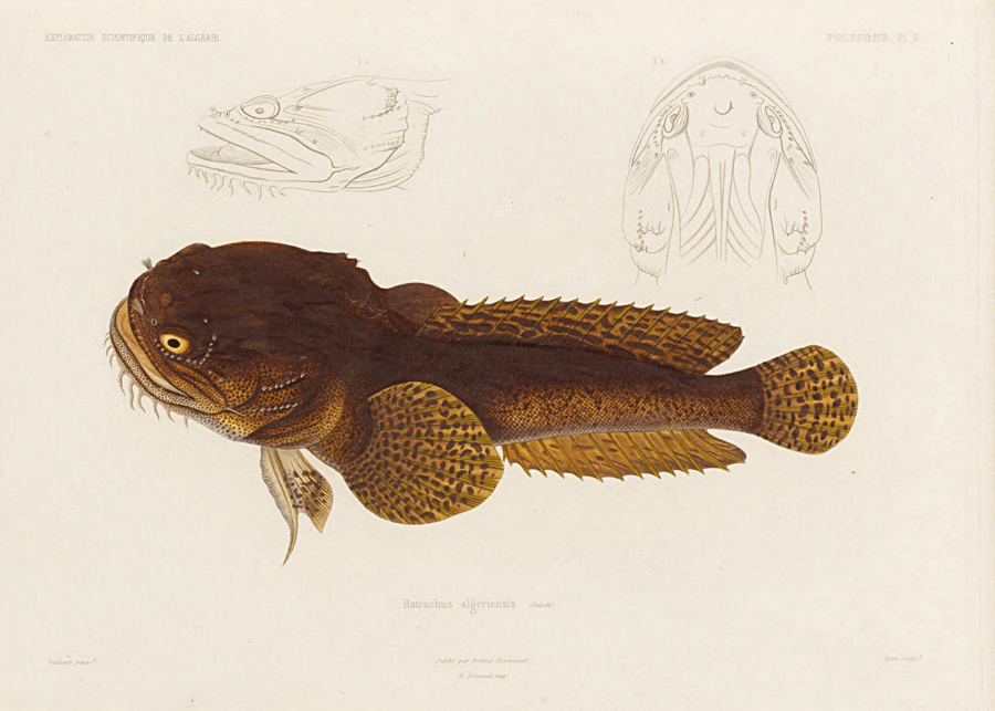 39 Incredibly Detailed Drawings Of Sea Creatures From Centuries Past